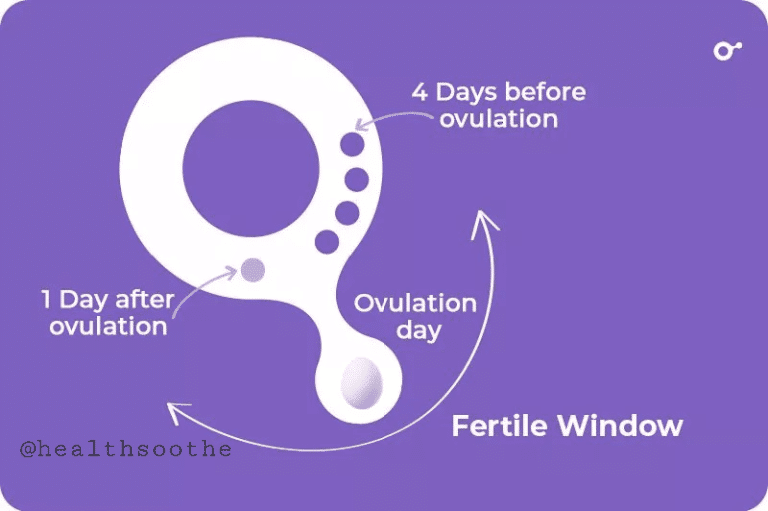 5 Facts About Fertile Windows And Pregnancy