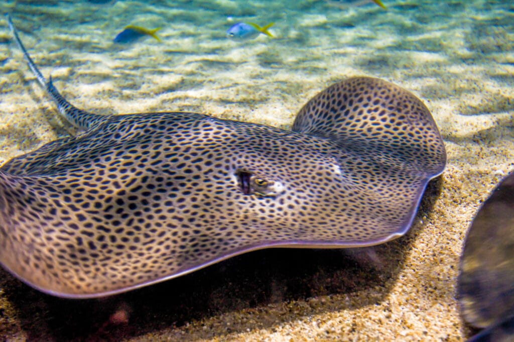 Can You Eat Stingray? Safety, Taste, And How To Prepare It